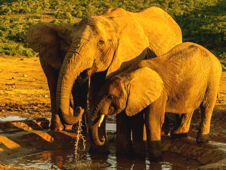 Addo Drought Still Raging! Here’s How We’re Helping. - Animal Survival ...