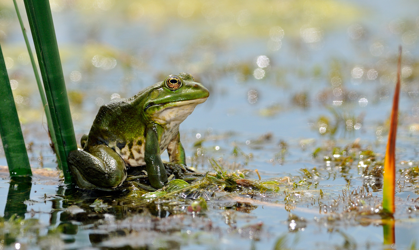 Anatolian water frogs - Animal Survival International