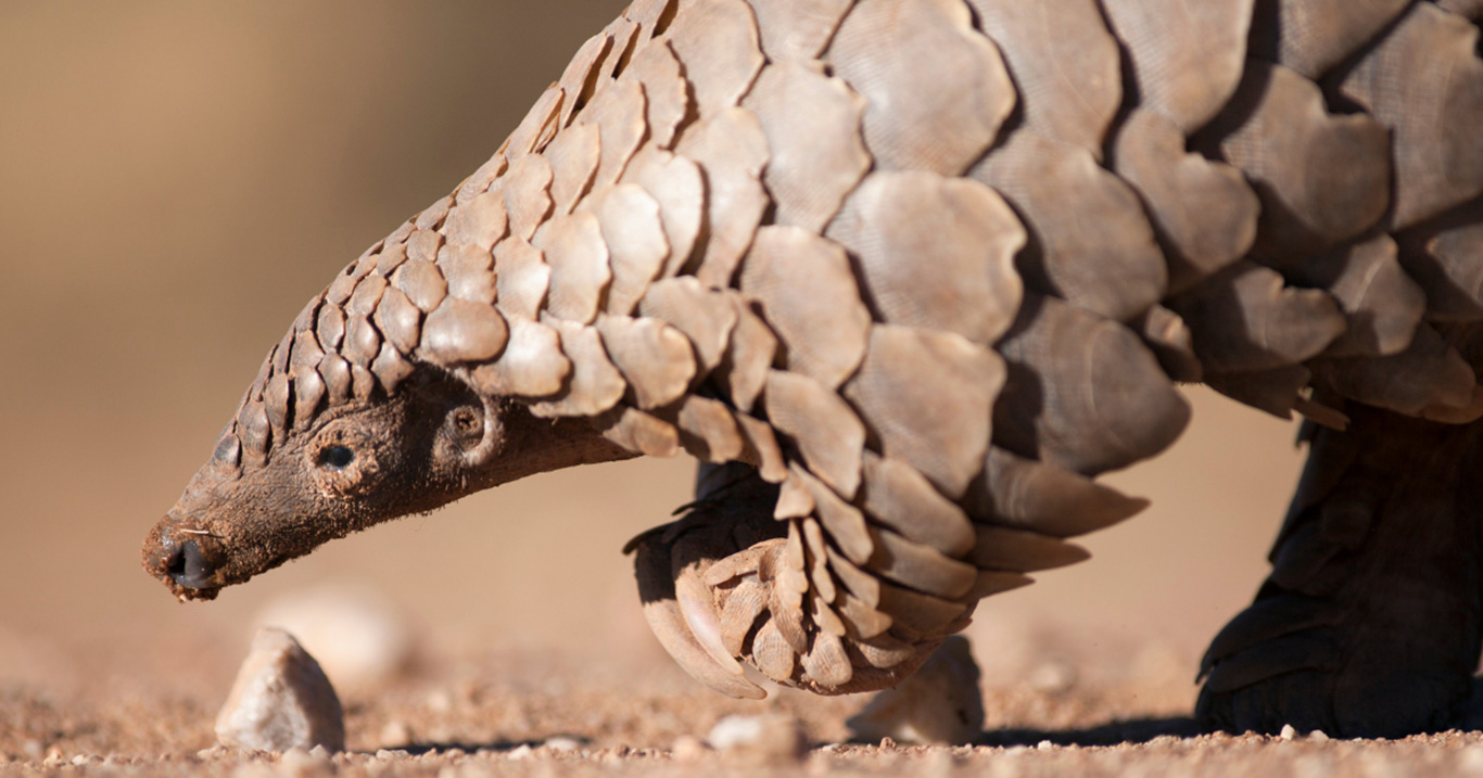 Pangolin purgatory! Chopped, diced and eaten to extinction! - Animal ...