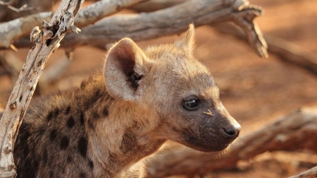 Waiting at home for dinner, hyena cubs are starving to death because ...