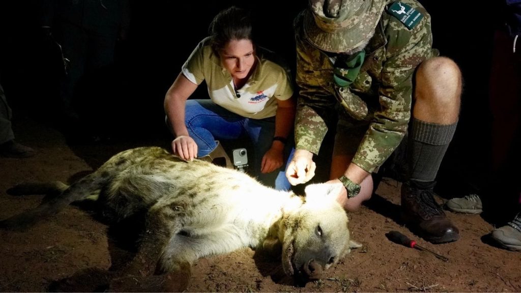 Waiting at home for dinner, hyena cubs are starving to death because ...