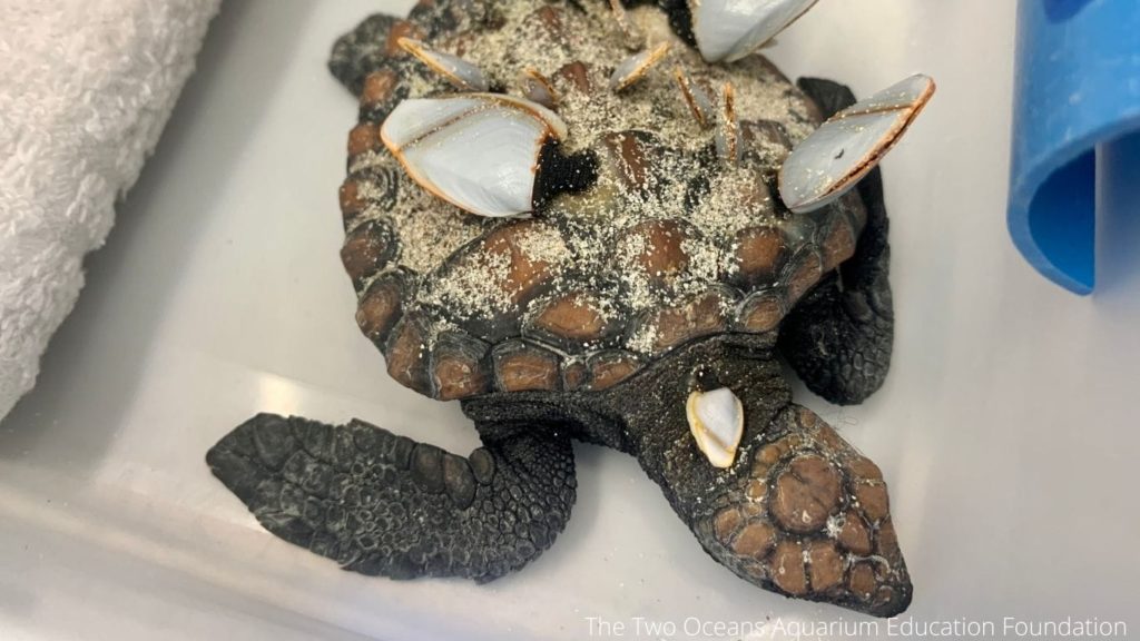 Discarded plastic is killing turtles, including BABIES! - Animal ...