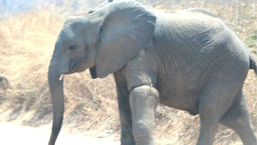 EMERGENCY RESCUE OPERATION! Baby elephant has wire snare wound tightly ...