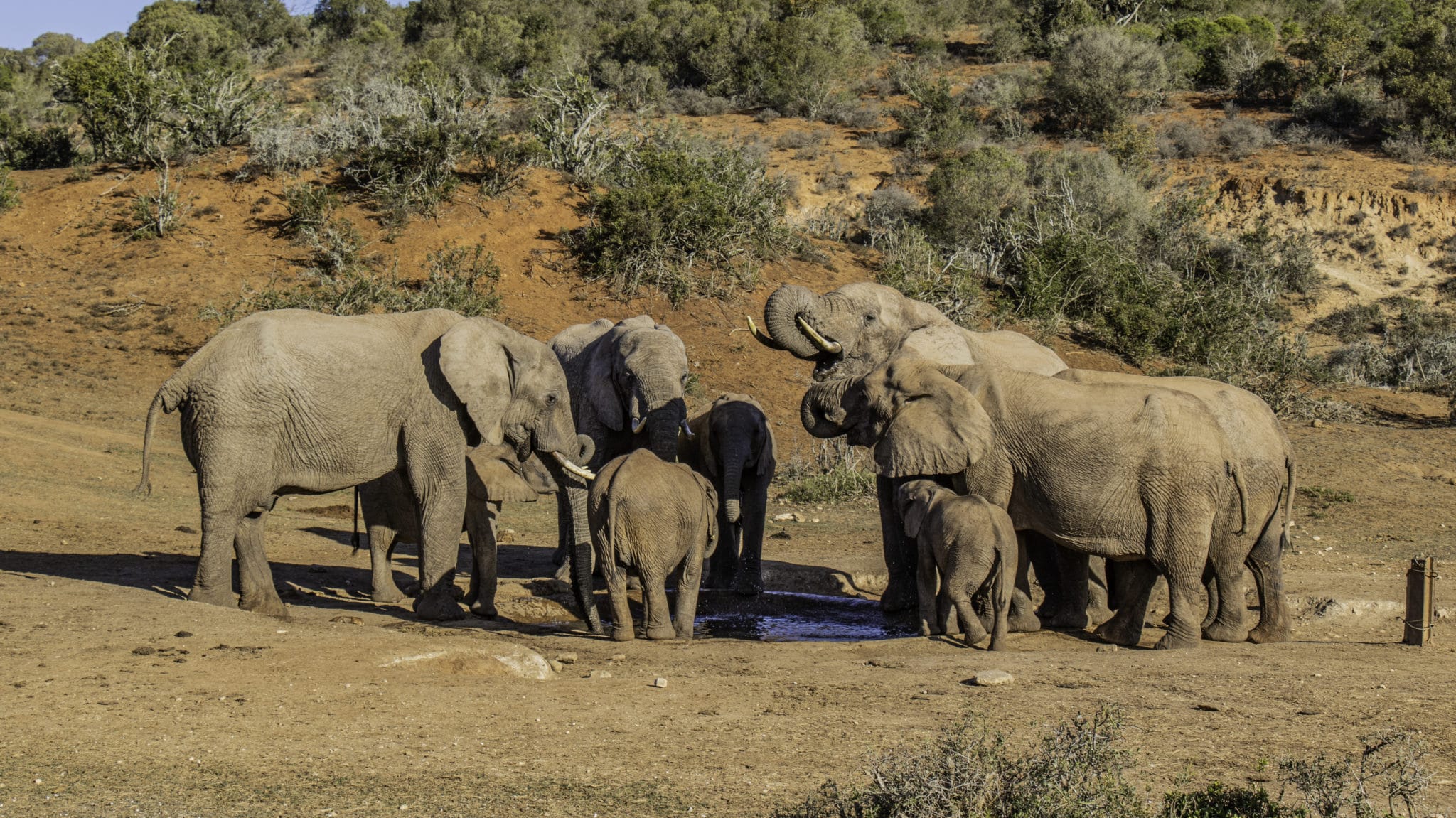 EMERGENCY! UNPRECEDENTED DROUGHT CONTINUES! Elephants and other ...