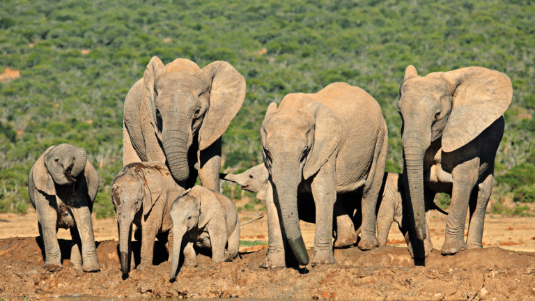 African Elephants Evolving Towards Tusklessness, New Study Finds ...
