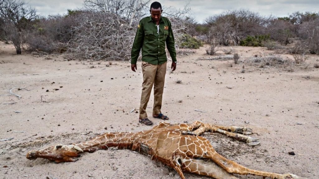 EMERGENCY! Endangered animals are DYING OF THIRST in DROUGHT-STRICKEN ...