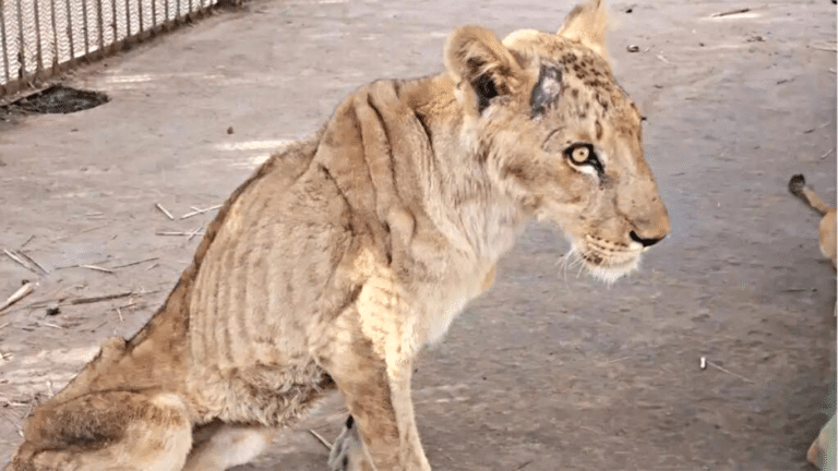 Here's the latest on besieged zoo animals in Ukraine's war! - Animal ...