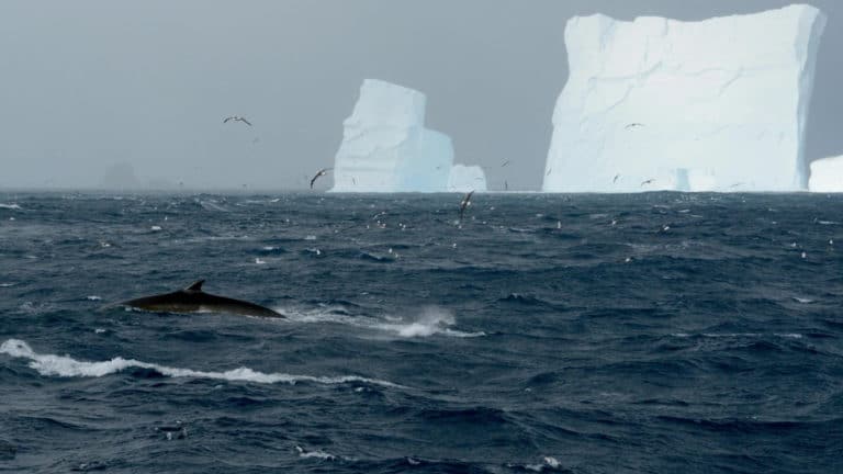 Up to 150 Southern Fin Whales Spotted Feeding in Antarctica, Bringing ...