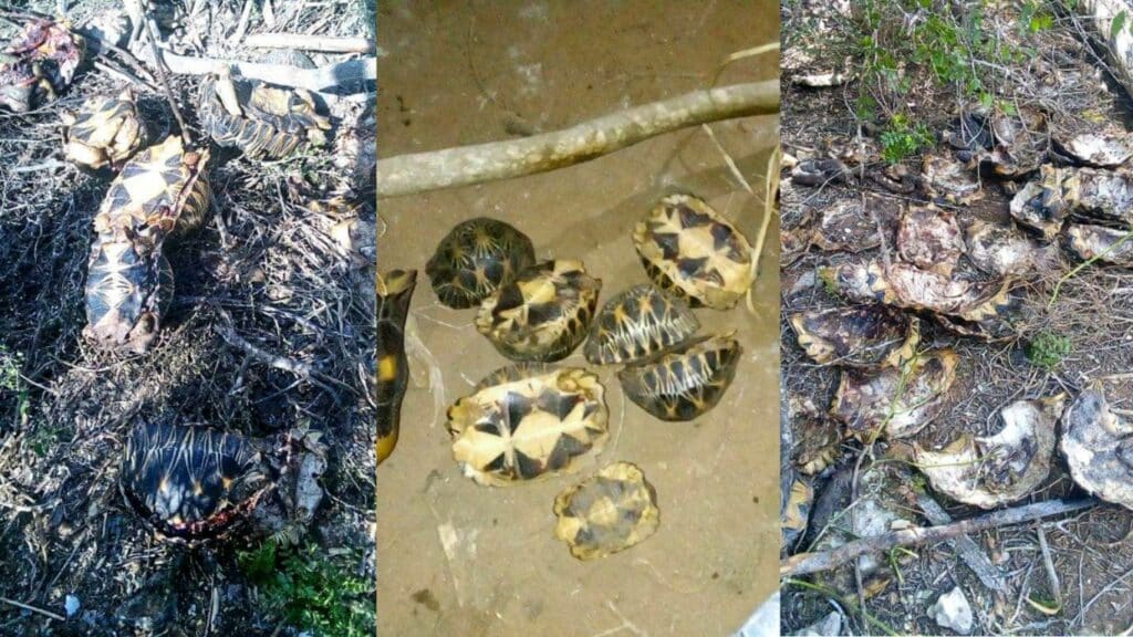 The TORTURE - the BRUTALITY - endured by tortoises is BEYOND BELIEF ...