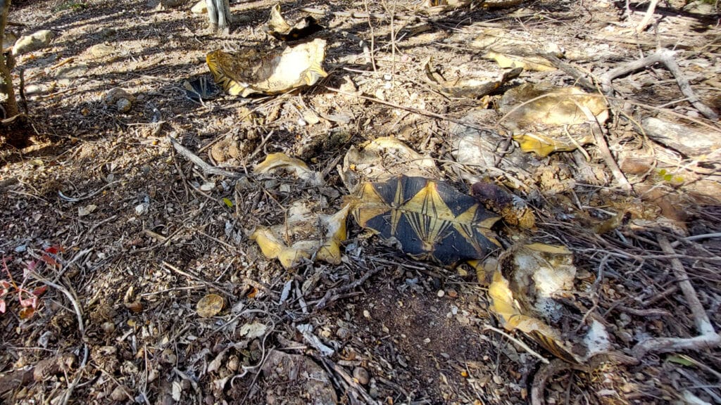 The TORTURE - the BRUTALITY - endured by tortoises is BEYOND BELIEF ...