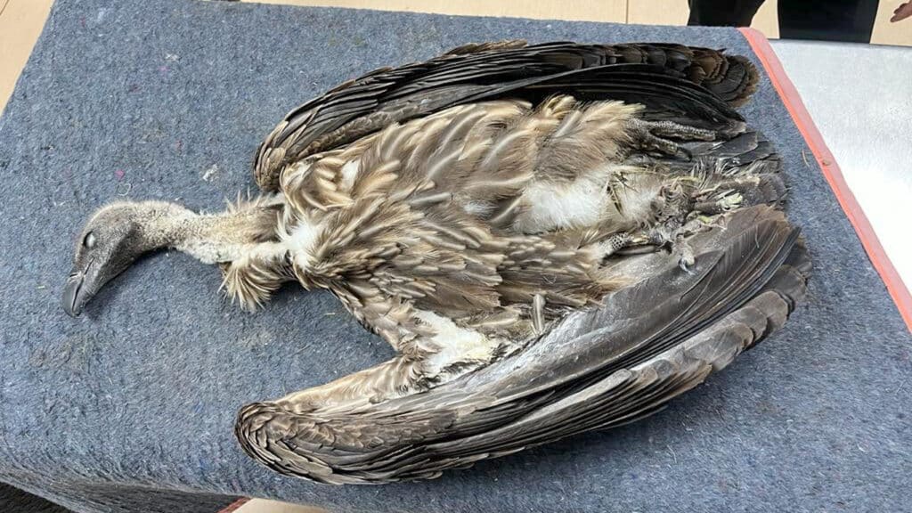 Typically thought of as “bad guys”, vultures (who are heading towards ...