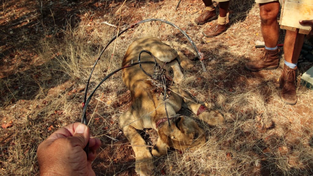 Caught in a snare, ‘Najam’ the lioness suffered horribly for FOUR DAYS ...