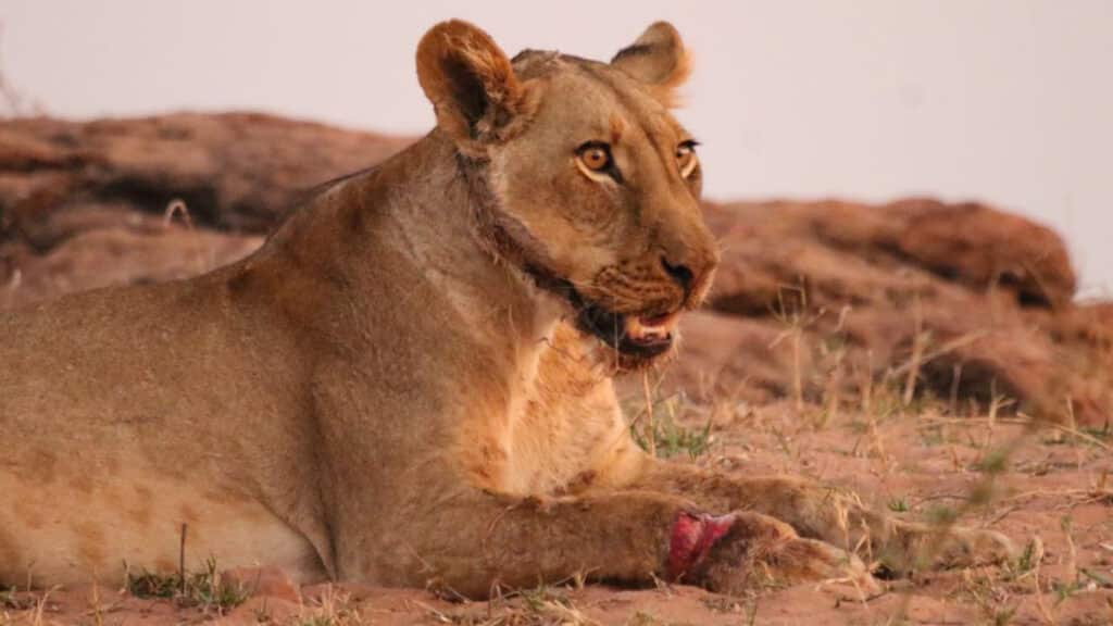 Caught in a snare, ‘Najam’ the lioness suffered horribly for FOUR DAYS ...