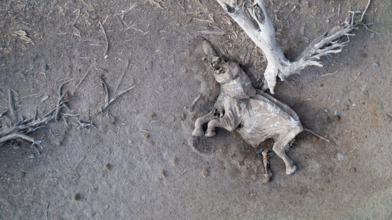 URGENT! DROUGHT IMPACTS INTENSIFYING! ELEPHANTS and other wildlife ...