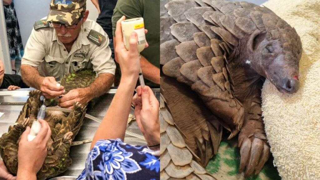 Illegal wildlife trade poaching kills a gentle pangolin EVERY FIVE ...