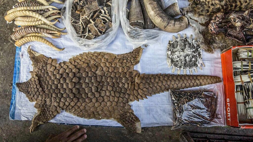 Gentle, shy pangolins are in grave danger of EXTINCTION! Here’s how you ...