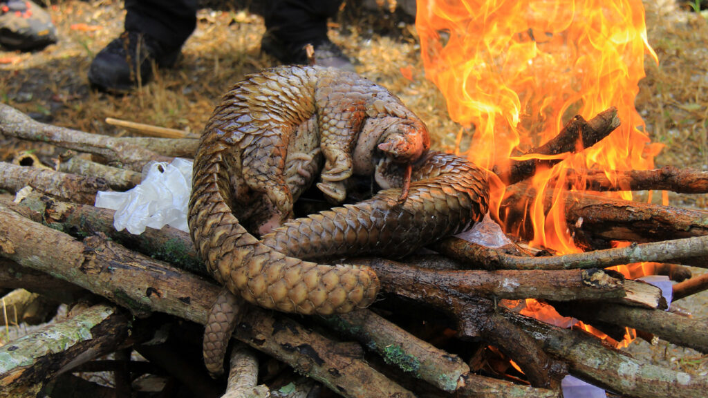 Gentle, shy pangolins are in grave danger of EXTINCTION! Here’s how you ...