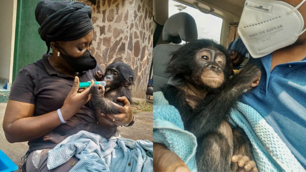 Poachers could wipe gentle bonobos off the face of the earth! - Animal ...