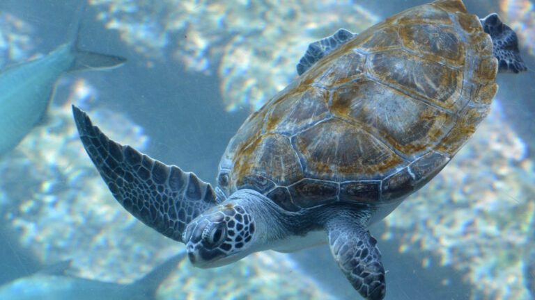 ‘Swimming sensation’ Maia the sea turtle makes it to Mozambique with ...