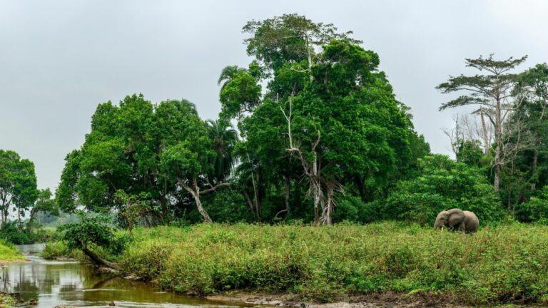 Habitat Destruction - ASI