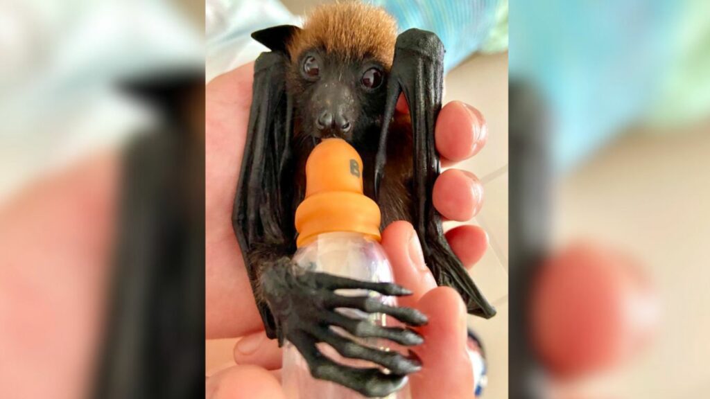 This holiday island hides SICKENING wildlife brutality - flying foxes ...