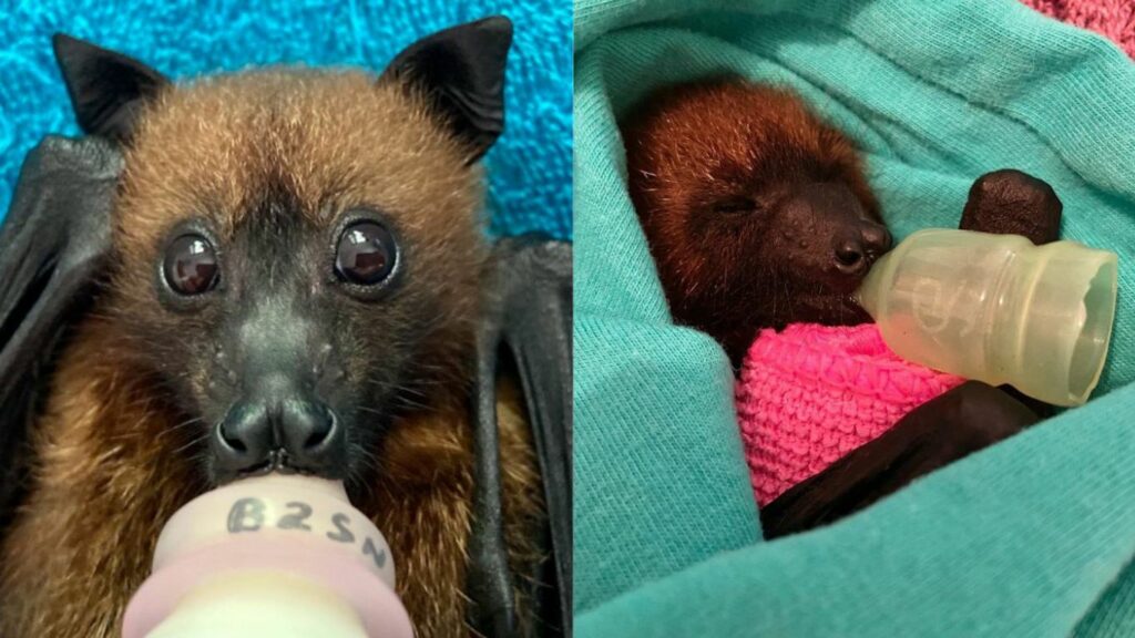 This holiday island hides SICKENING wildlife brutality - flying foxes ...