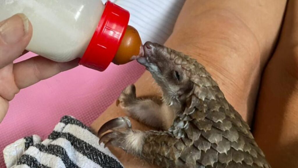 There is one thing standing between these orphaned pangolins and death ...