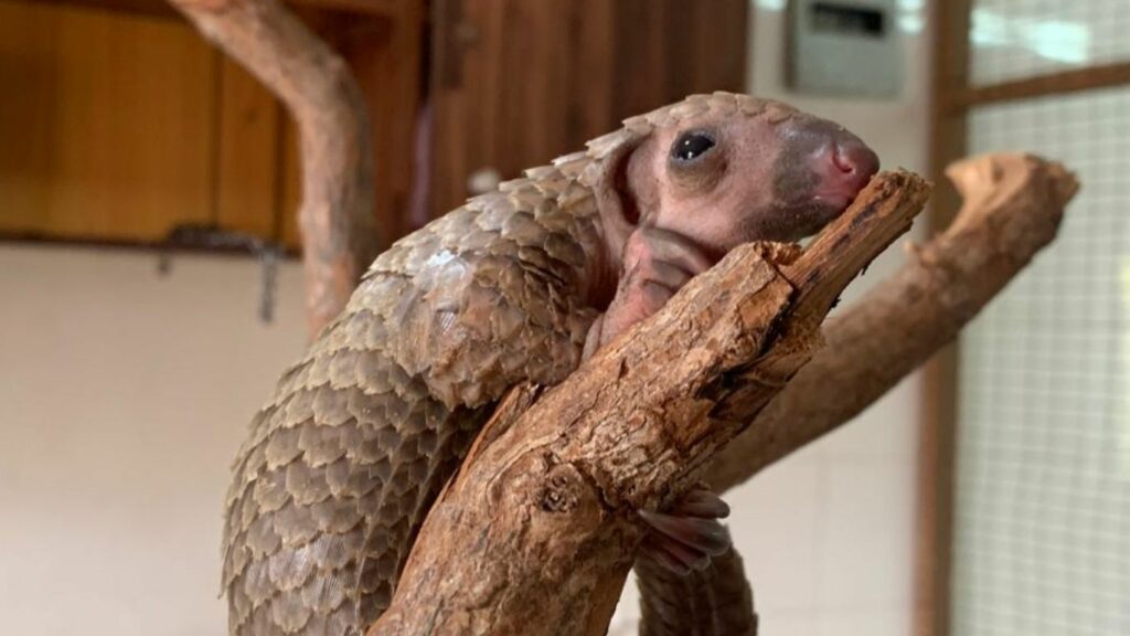 There is one thing standing between these orphaned pangolins and death ...