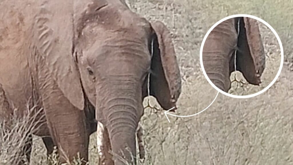 It’s heartbreaking: Two elephants could die as snares cut deep into ...