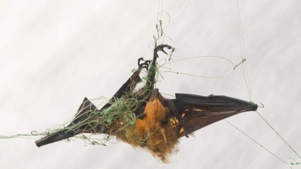 Baby flying foxes need YOU! - Animal Survival International