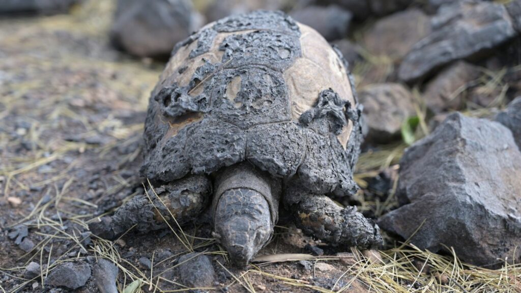 Wild animals decimated as GREECE BURNS AGAIN! - Animal Survival ...