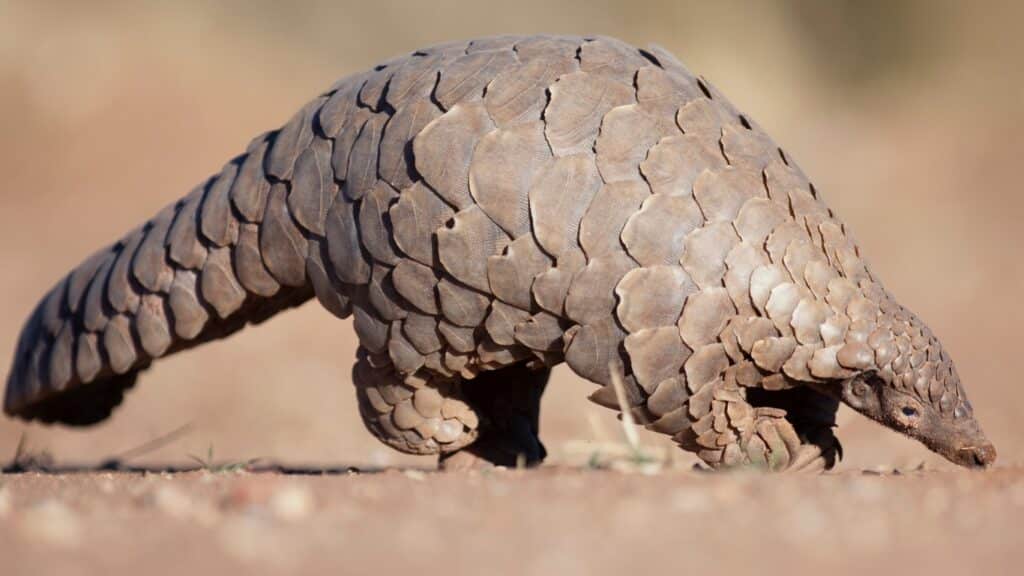 Thousands of threatened pangolins dying on electric fences, meant to ...