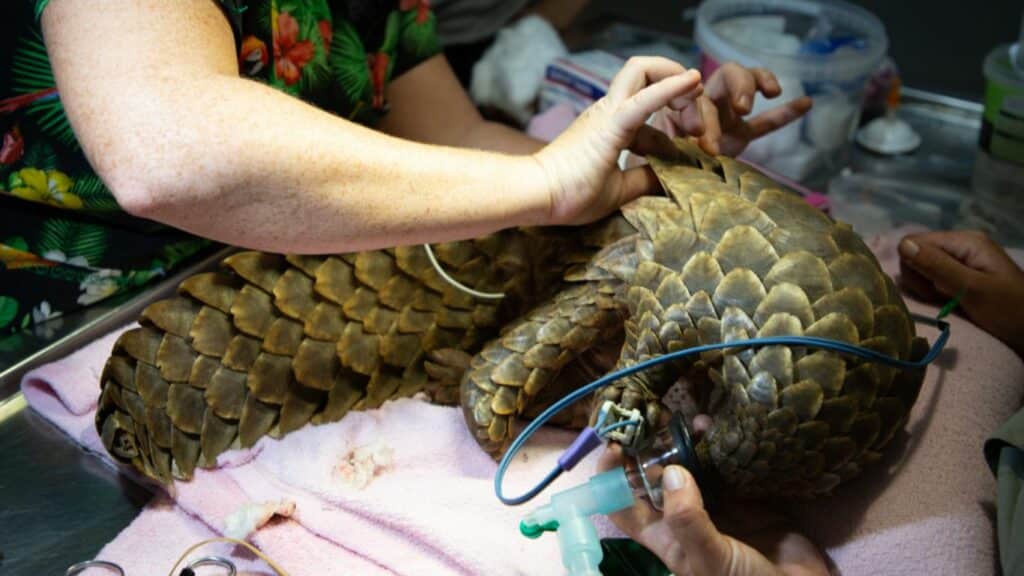 Thousands of threatened pangolins dying on electric fences, meant to ...