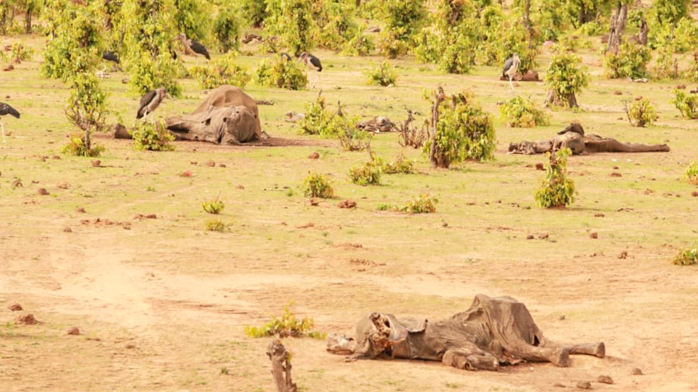 Elephants dying of thirst in killer drought. - Animal Survival ...