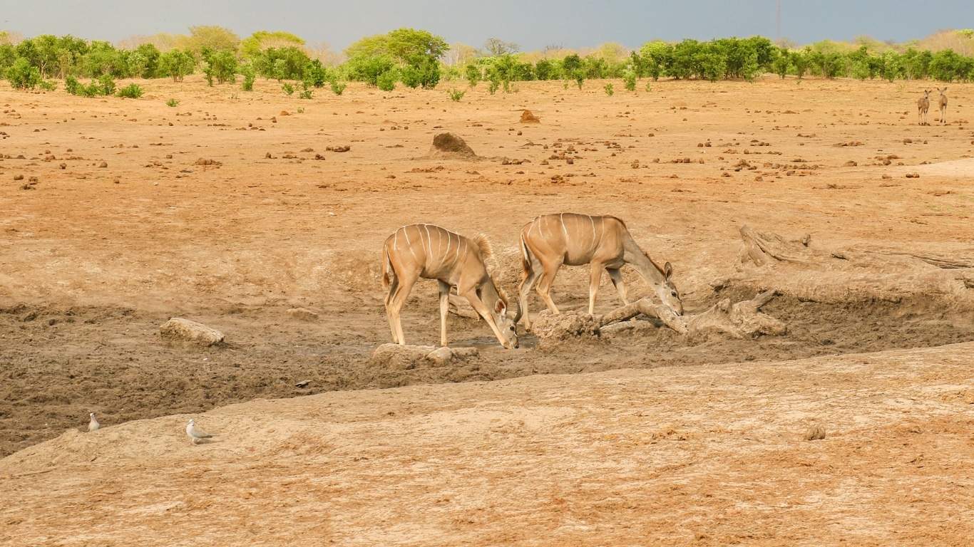 Elephants dying of thirst in killer drought. - Animal Survival ...