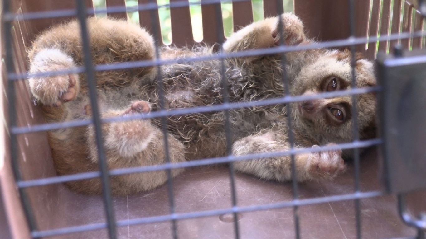 Hundreds of critically endangered wild animals to lose their home ...