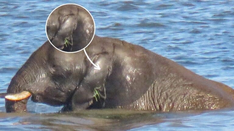 Urgent help needed to save a young elephant from DEADLY SNARE! - Animal ...