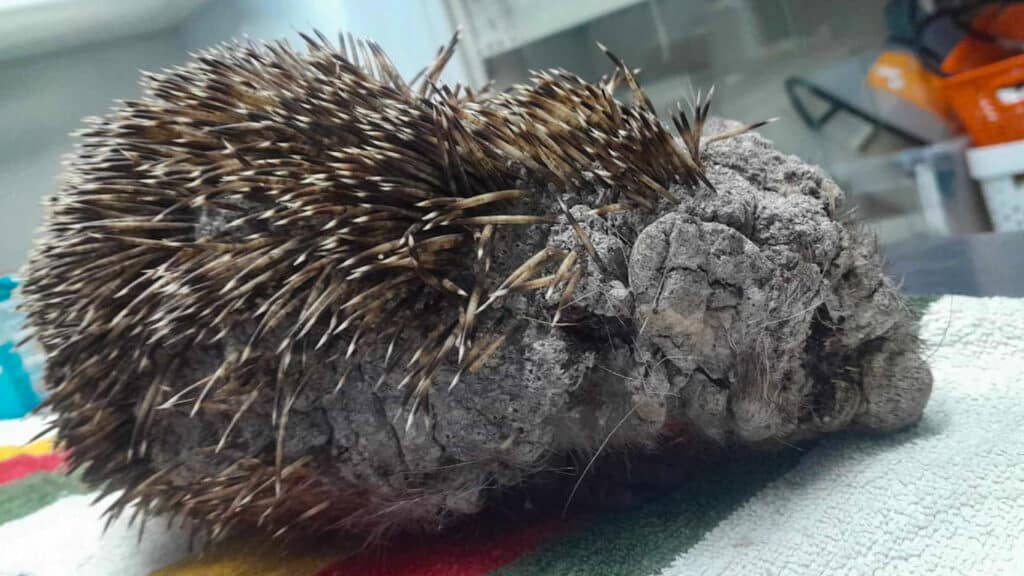 Hedgehogs are in terrible trouble. - Animal Survival International