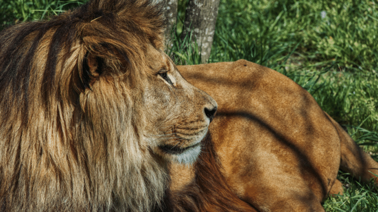 South Africa approves end to captive breeding of lions and rhinos - Animal Survival International