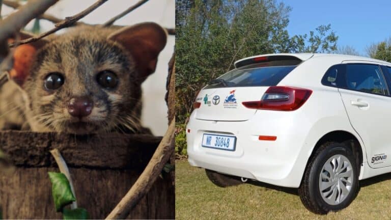 Wildlife trade - Animal Survival International