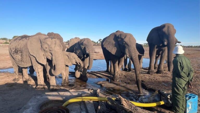 How Animal Survival International helped wildlife in May - Animal ...