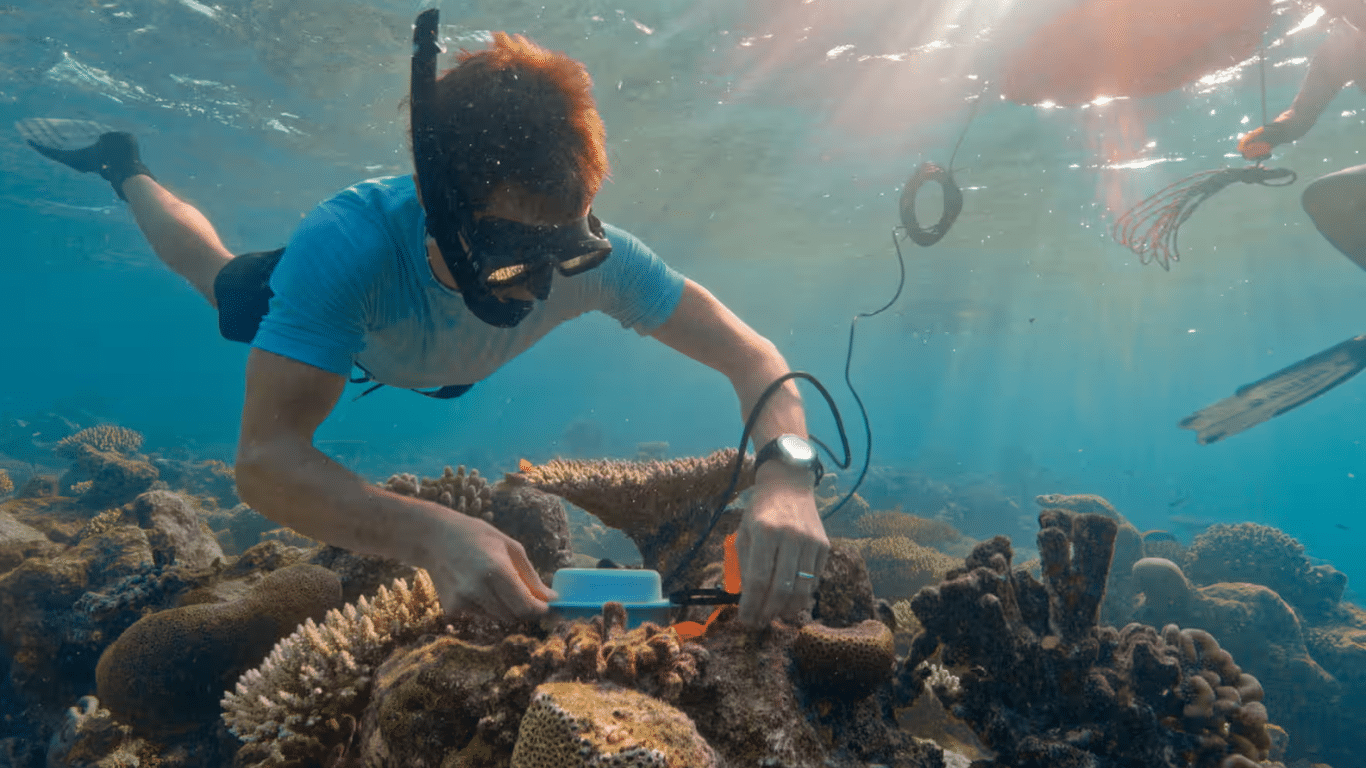 Scientists’ experiment is ‘beacon of hope’ for coral reefs on brink of ...