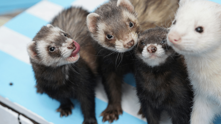 Two endangered black-footed ferrets cloned from frozen tissue samples ...