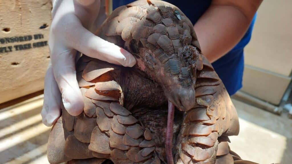 Meet Renzo, the pangolin stuffed into a backpack and left to die ...