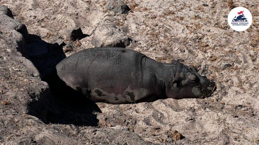 Massive drought has starving hippos running out of time! - Animal ...