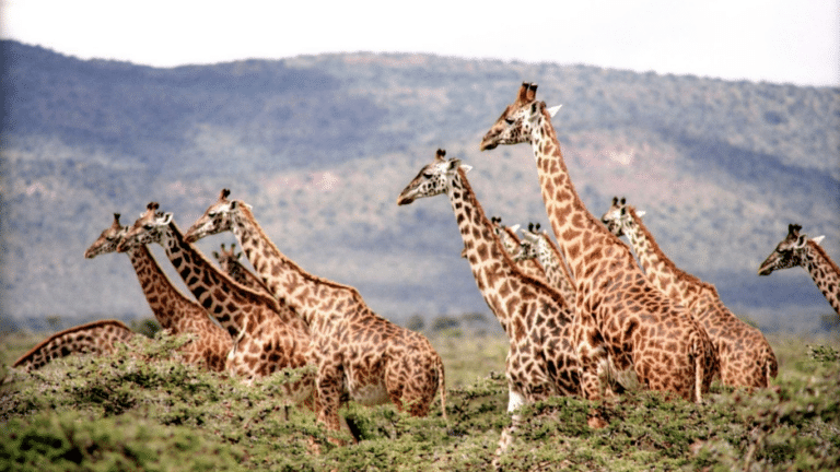 Humans to push further into wildlife habitats across more than 50% of ...