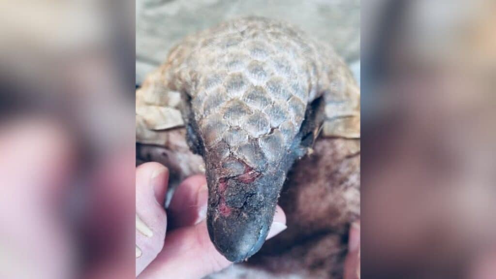 Three tiny pangolins fighting for survival after poachers’ brutal ...