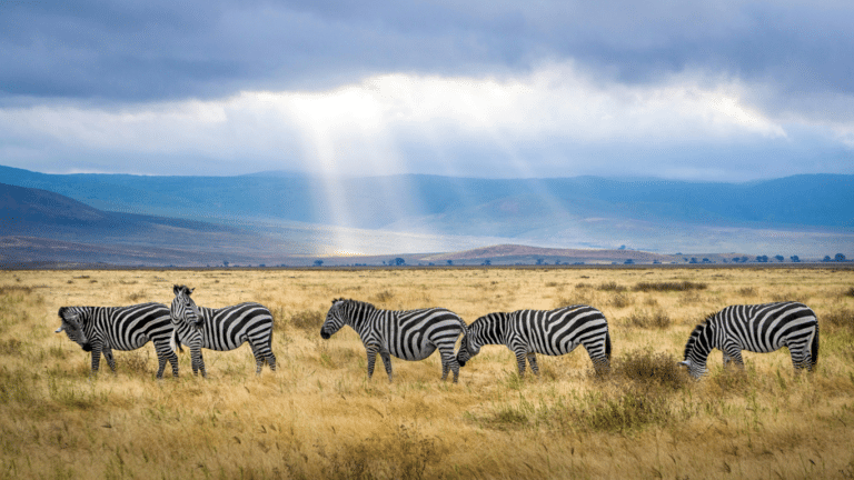 The dark side of nature photography: How social media threatens ...