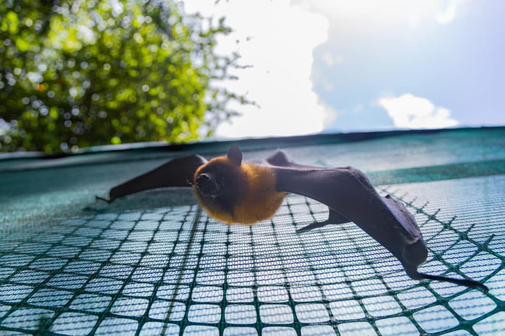 Flying foxes - Animal Survival International