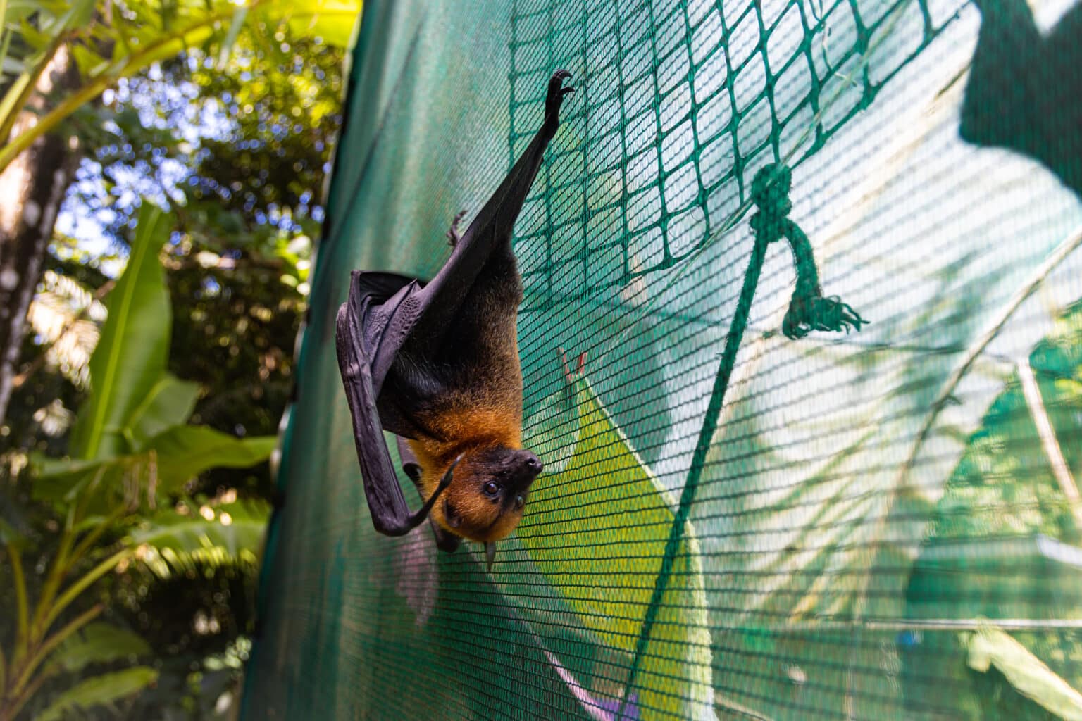Flying foxes - Animal Survival International